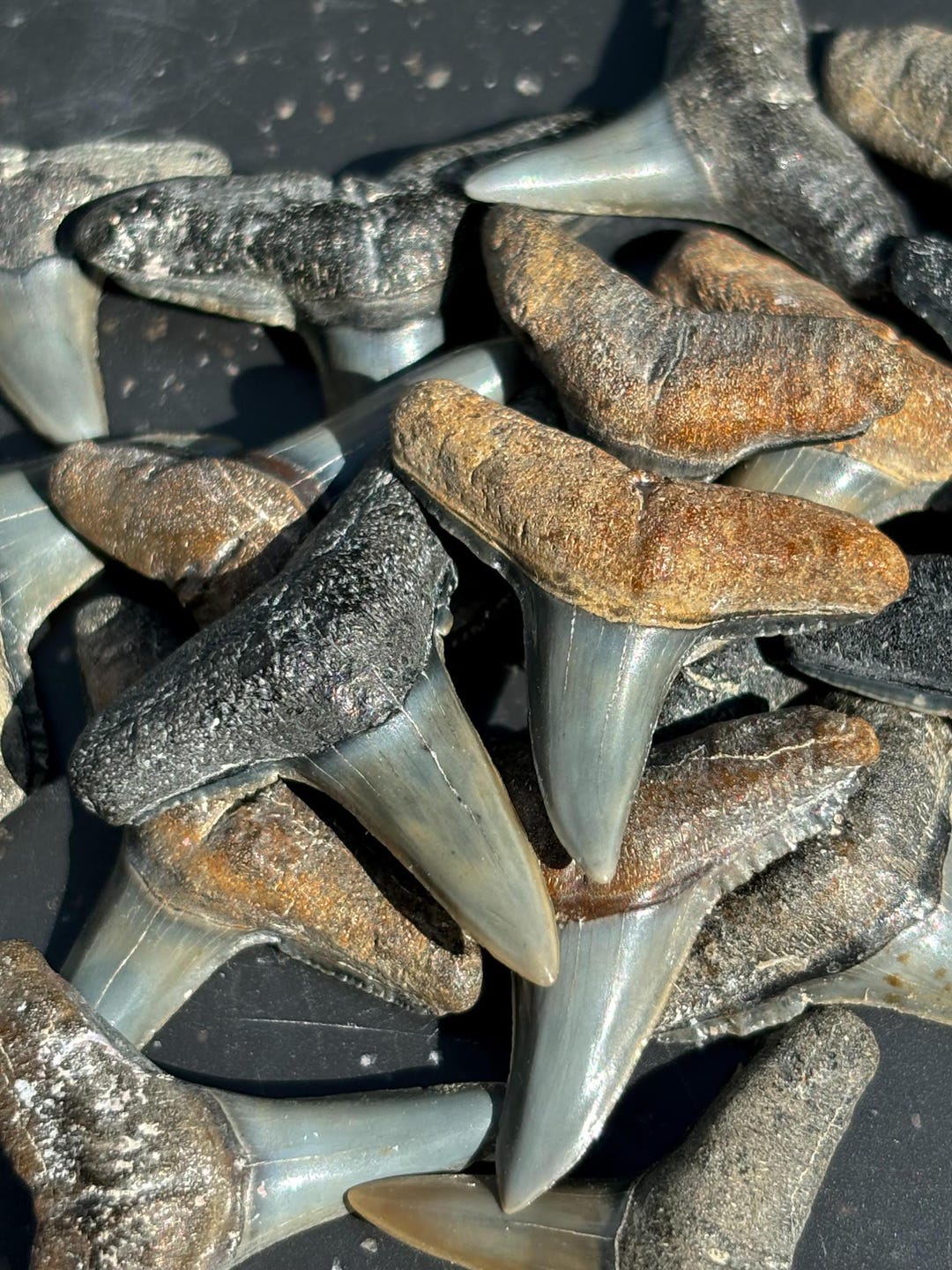 Lemon Shark Teeth in Bulk | Jewelry Grade | Fossilized | Wholesale ...