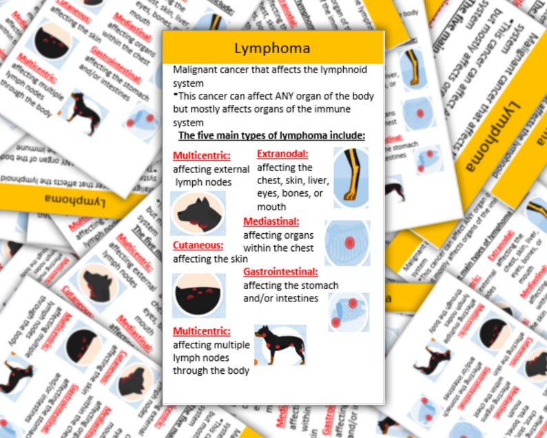 Comprehensive Badge Card for ID Badge Clip Reel Reference Card Pocket ...