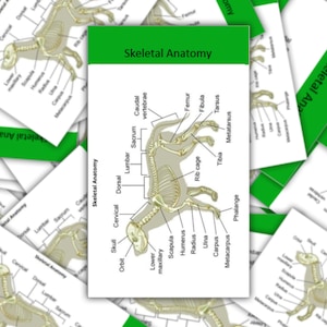 Comprehensive Badge Card for ID Badge Clip Reel Reference Card Pocket ...