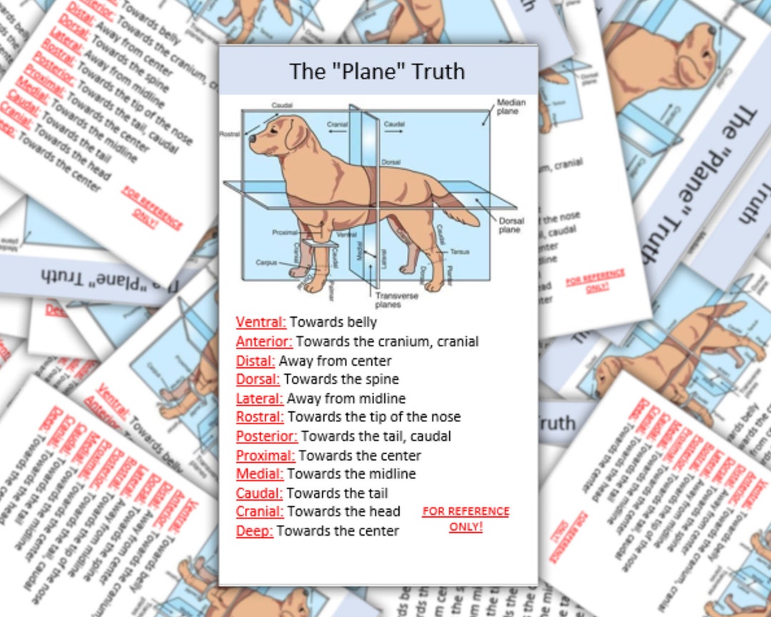 Comprehensive Badge Card- for ID Badge Clip Reel- Reference Card Pocket ...