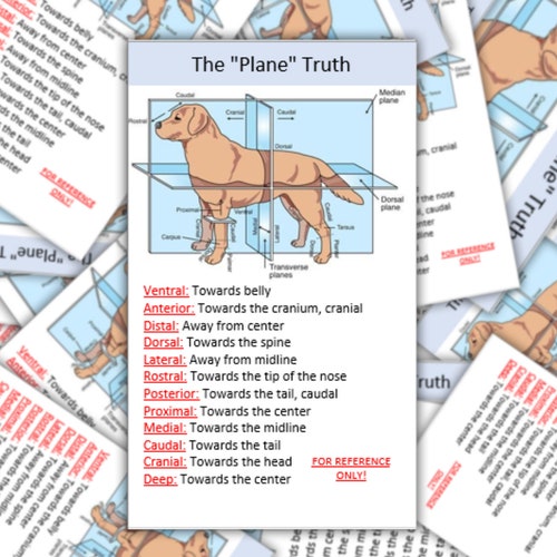 Comprehensive Badge Card for ID Badge Clip Reel Reference - Etsy