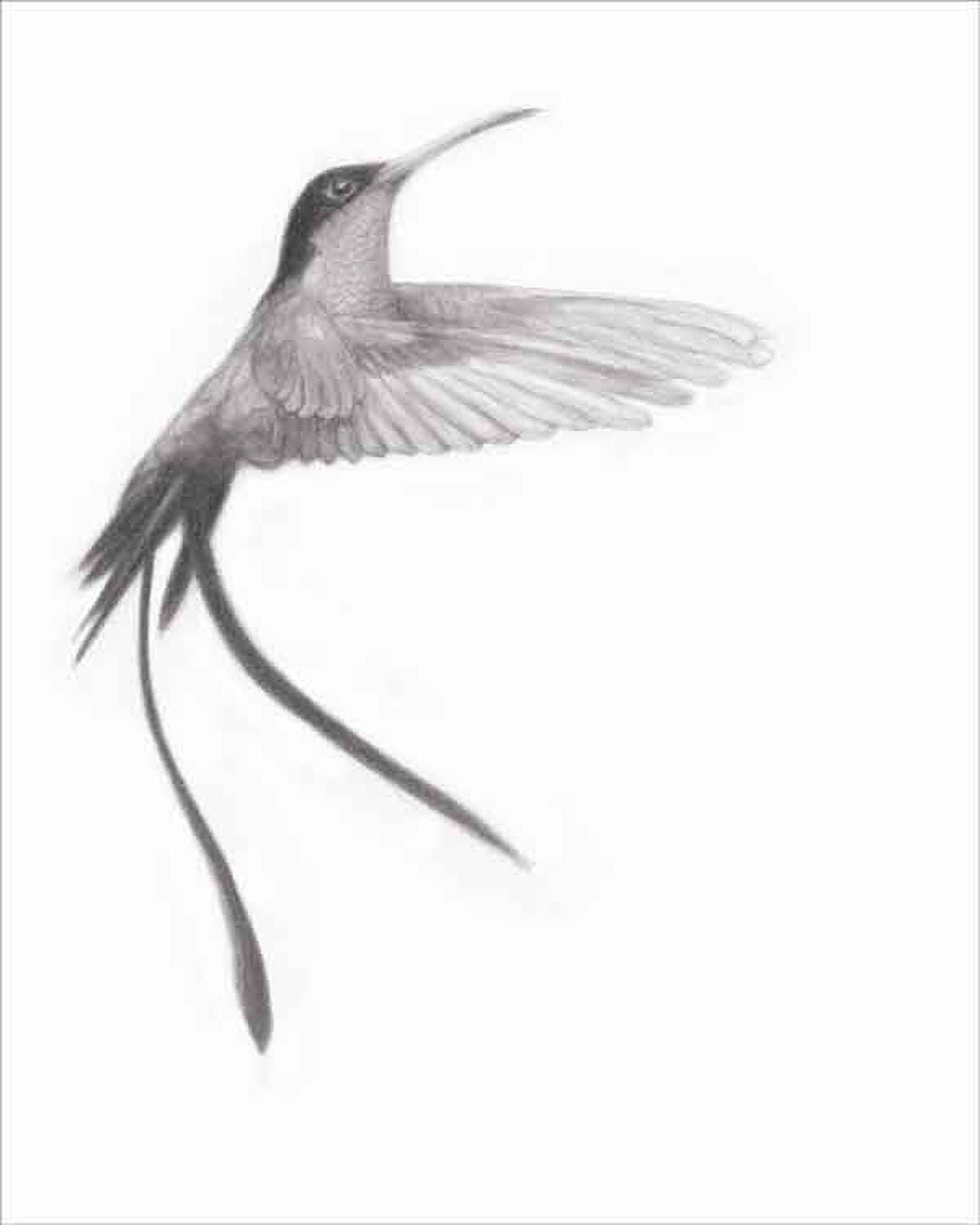 Jamaican National Bird