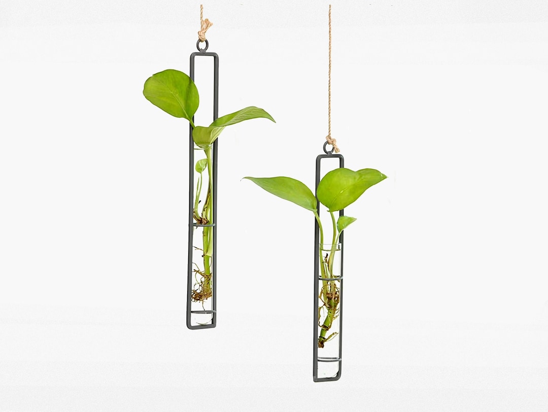 Hanging Vase, Cultivation Vase, Hydroponic Vase for Cuttings, Cuttings ...