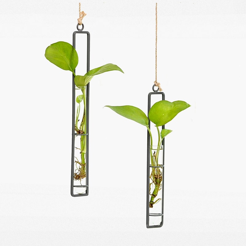 Plant host - Etsy.de