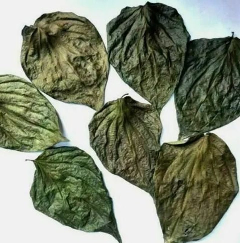 Dried Piper Betel Whole Leaves Organic Herbal Pure 100% Natural From ...