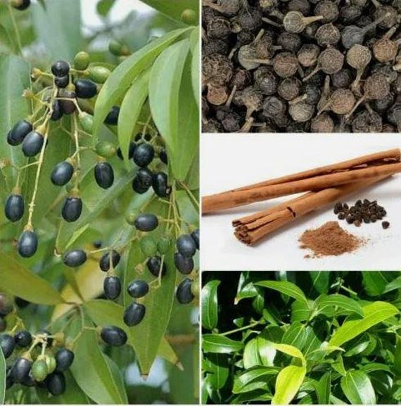 Cinnamon Tree Fruit I Love My Cinnamon Tree, Cinnamomum Verum. Sri
