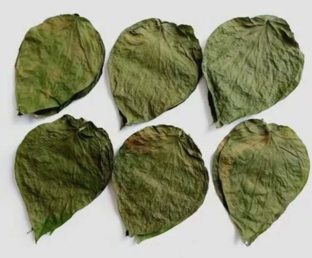 Dried Piper Betel Whole Leaves Organic Herbal Pure 100% Natural From ...