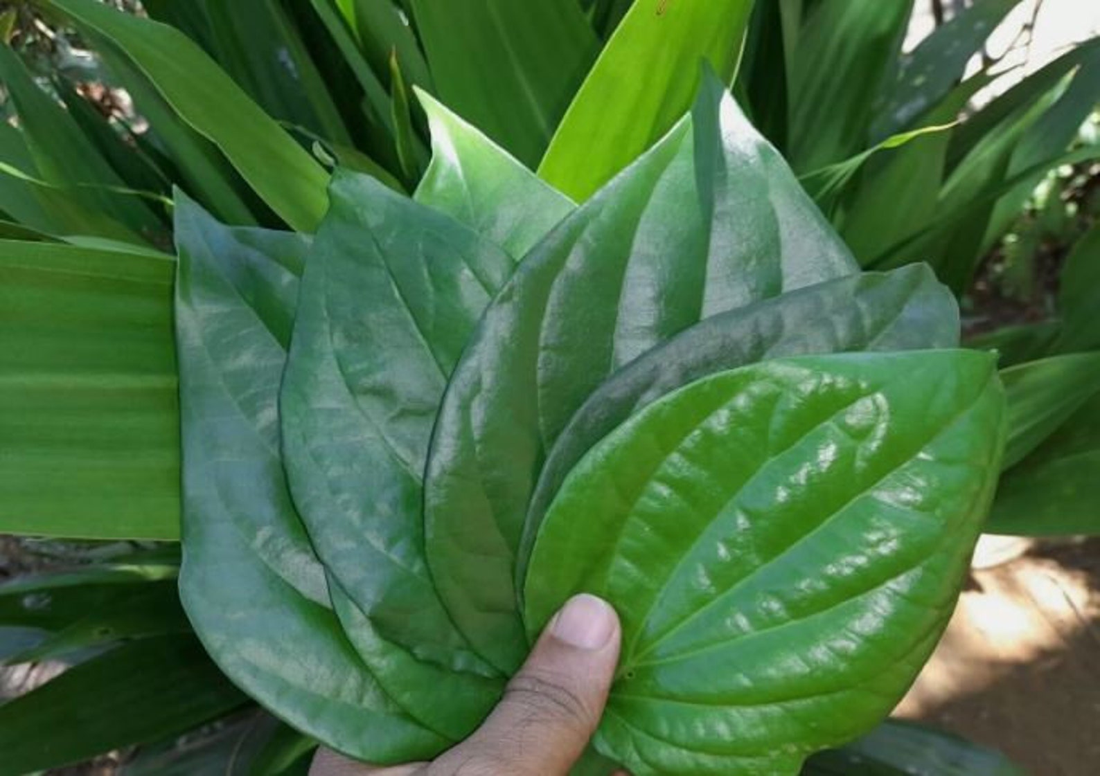 Dried Piper Betel Whole Leaves Organic Herbal Pure 100% Natural From ...