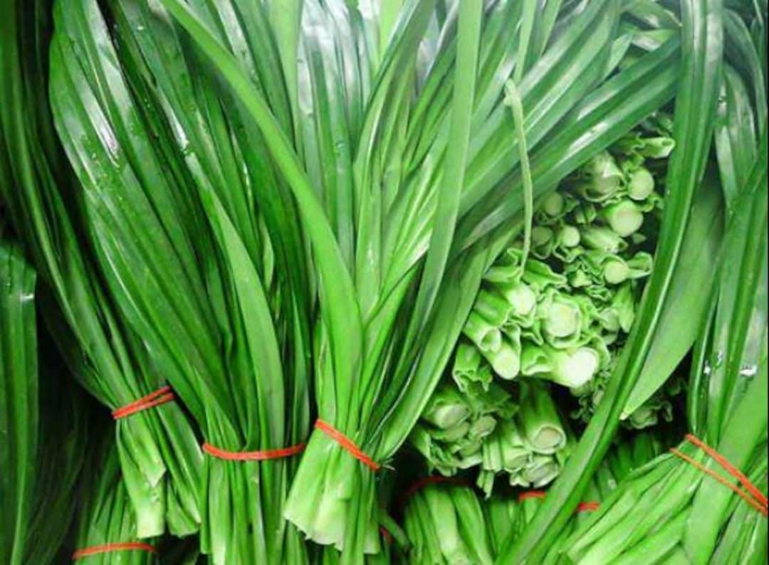 Pandan Leaf Natural Organic Rampe Pandanus Amaryllifolius Plants ...