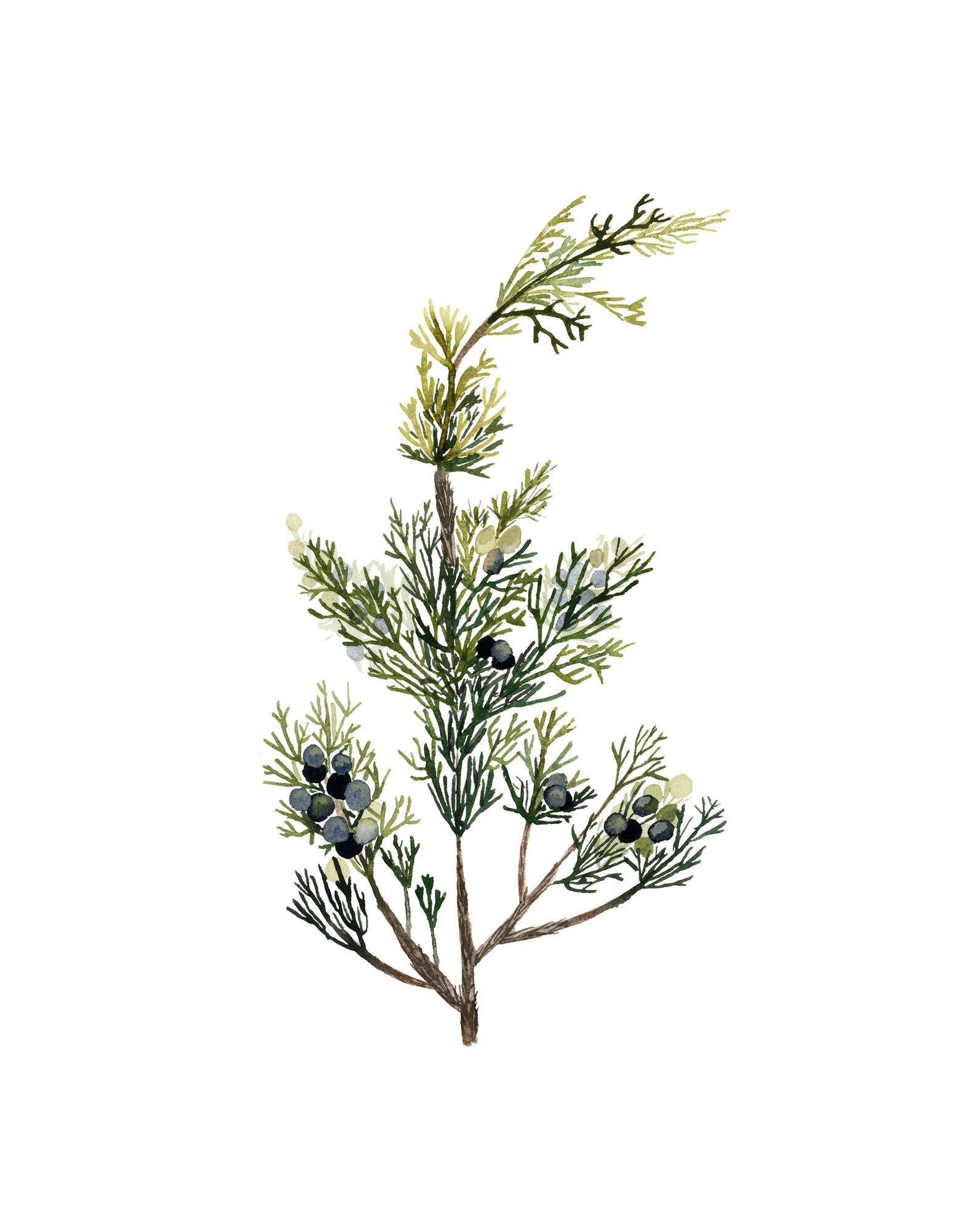 Juniper Branch Art Print. Juniper Berries. Minimalist Artwork. Gallery ...