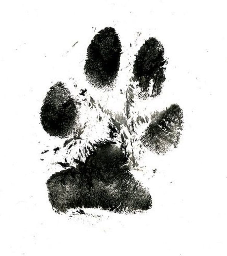 Inkless Paw Printing Kit. Dog Paw Printing. Cat Printing Kit. | Etsy UK