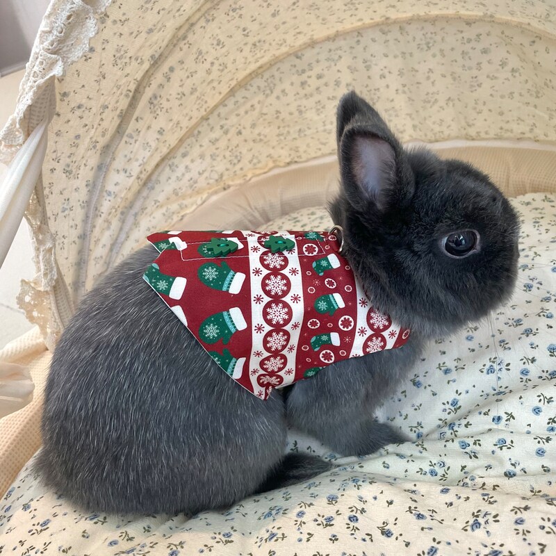 Ropa para conejos - Etsy México