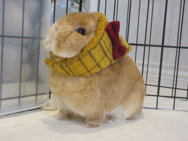 BunnyFashionWear - Etsy