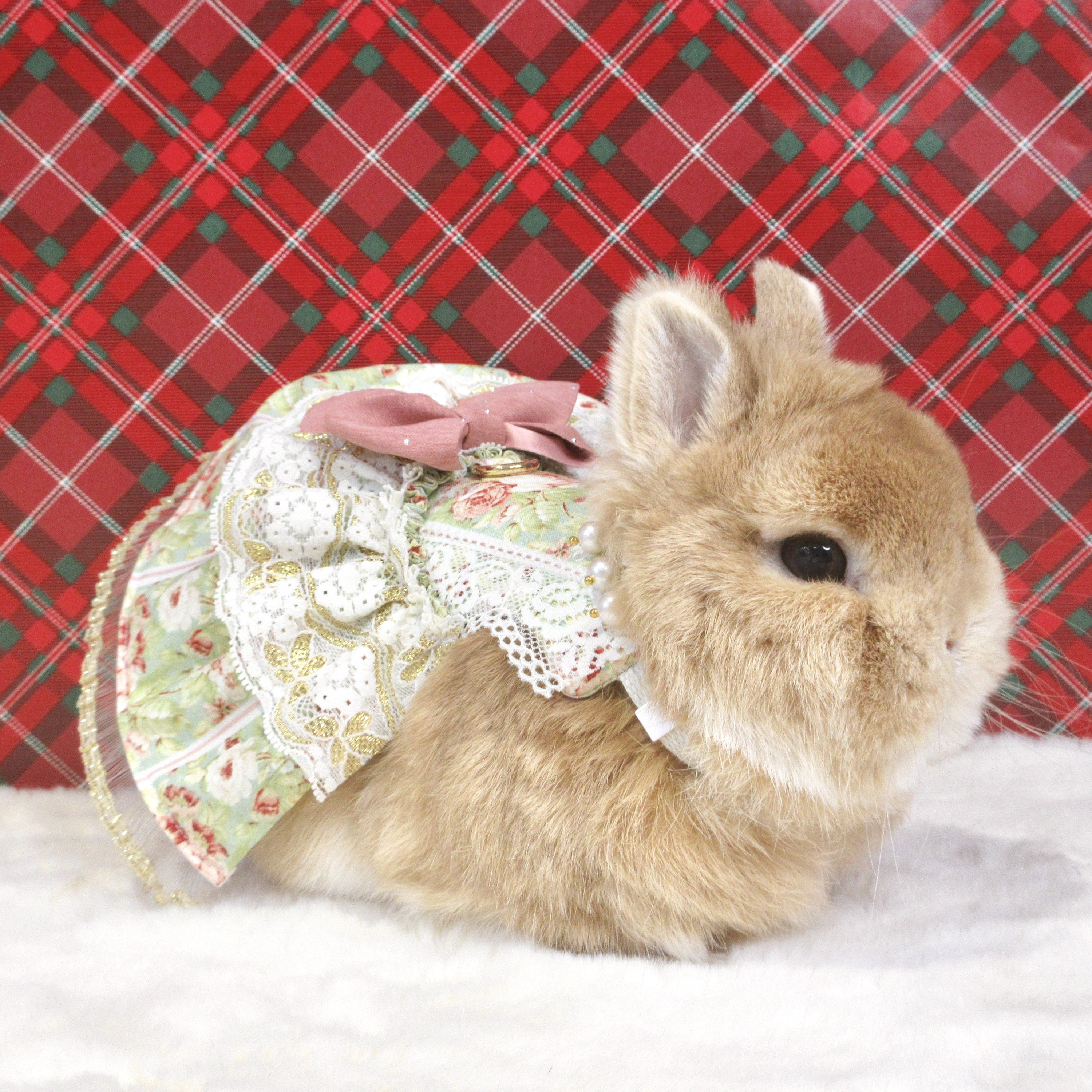 Bunny Wearing Clothes