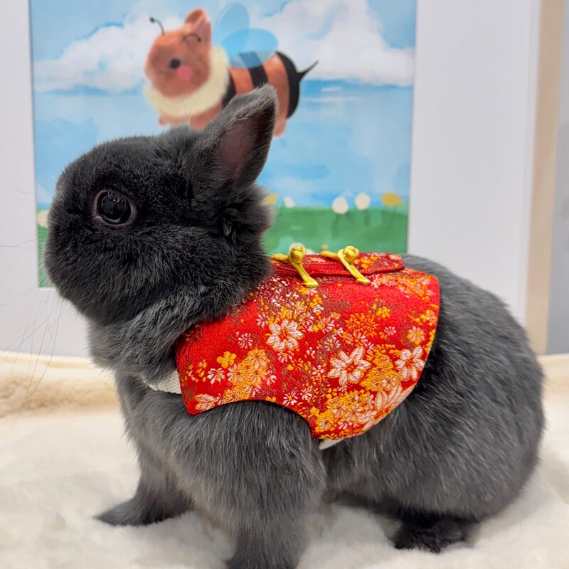 Pet Rabbit Clothing - Etsy