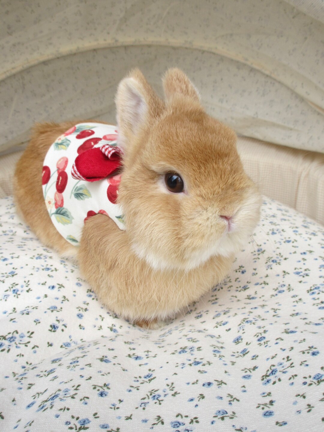 Just Cherry, No Blossom Short Dress, Pet Bunny Dress/harness, Rabbit ...