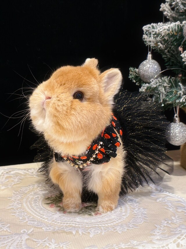 BunnyFashionWear - Etsy