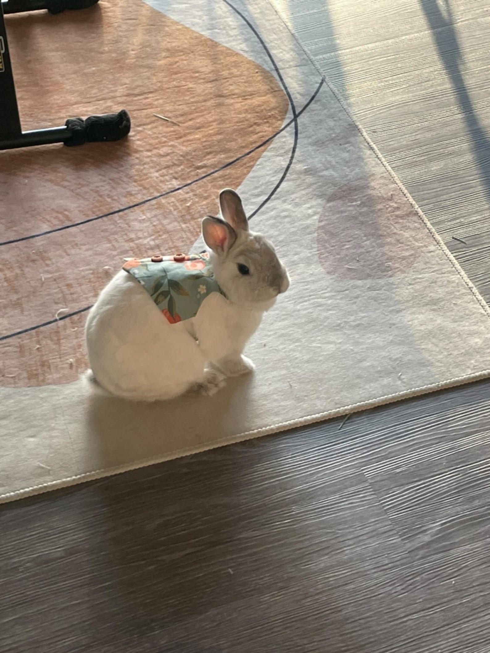 Peach or Nectarine Vest Pet Bunny Dress/harness Rabbit - Etsy