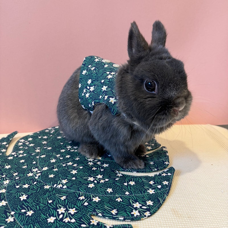 Pet Rabbit Clothing - Etsy