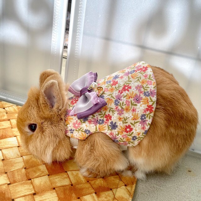 BunnyFashionWear - Etsy Canada