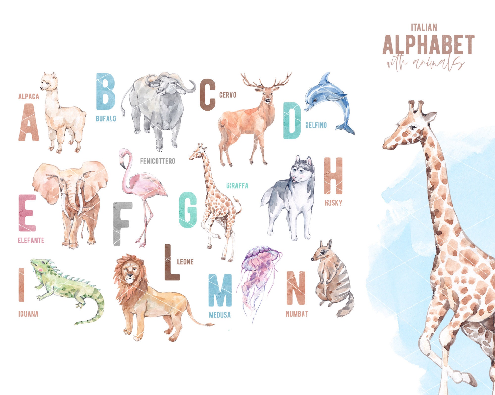 Italian Alphabet with AnimalsWatercolor animal | Etsy