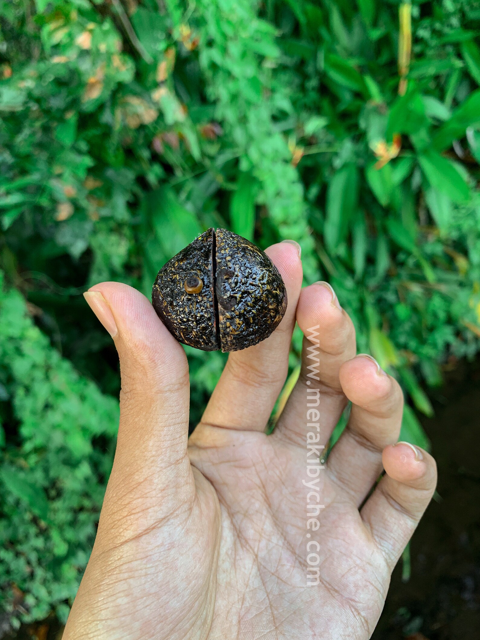 Miniature Scene Inside a Nutshell, Nutshell Fairy House, Miniature ...