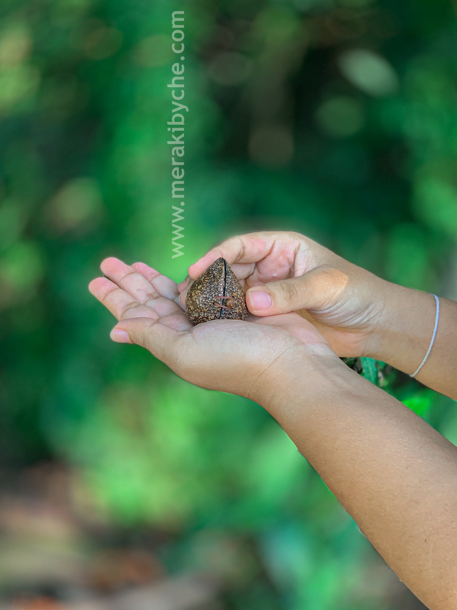 Miniature Bear Family Diorama Inside a Nutshell Walnut Shell Diorama ...