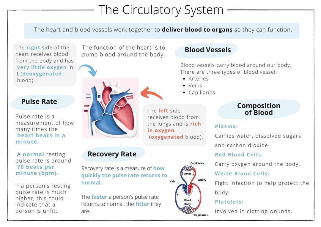 Body Systems Circulatory System - Etsy