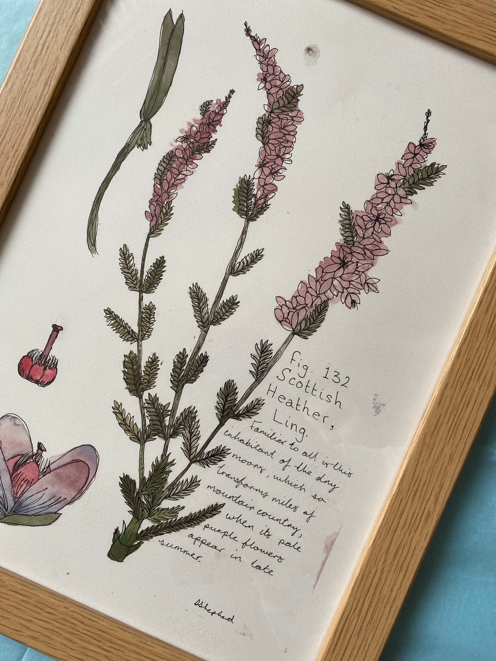 Scottish Heather Original Watercolour - Etsy Australia