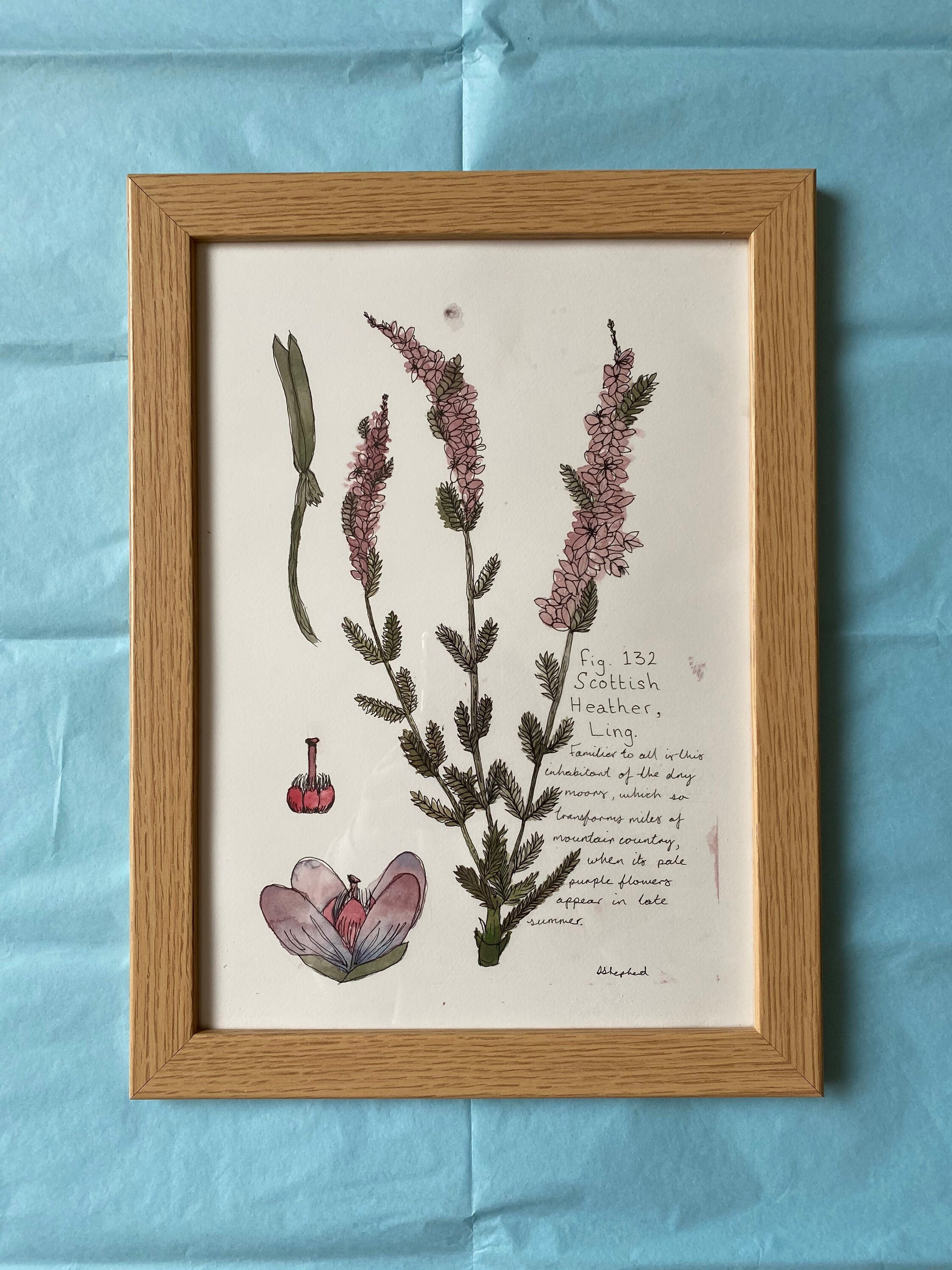 Scottish Heather Original Watercolour - Etsy Australia