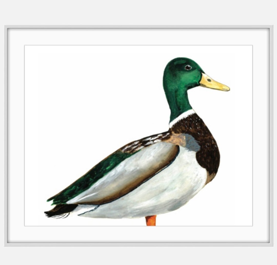 Mallard II, 8x10 Mallard Duck Art Print, Watercolor Art Print, Gallery ...