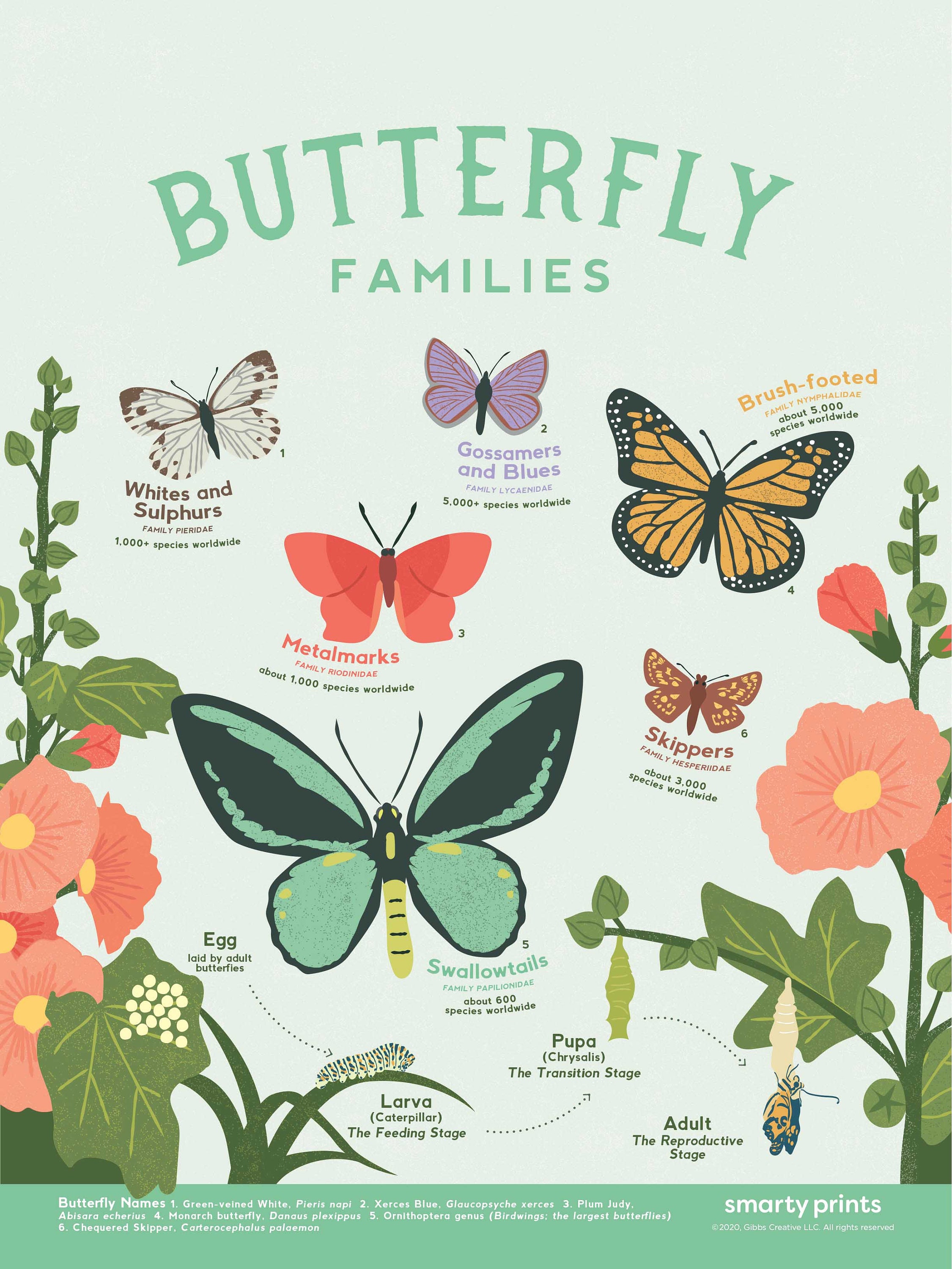 Butterfly Families and Species Poster, Butterfly Metamorphosis and Life ...