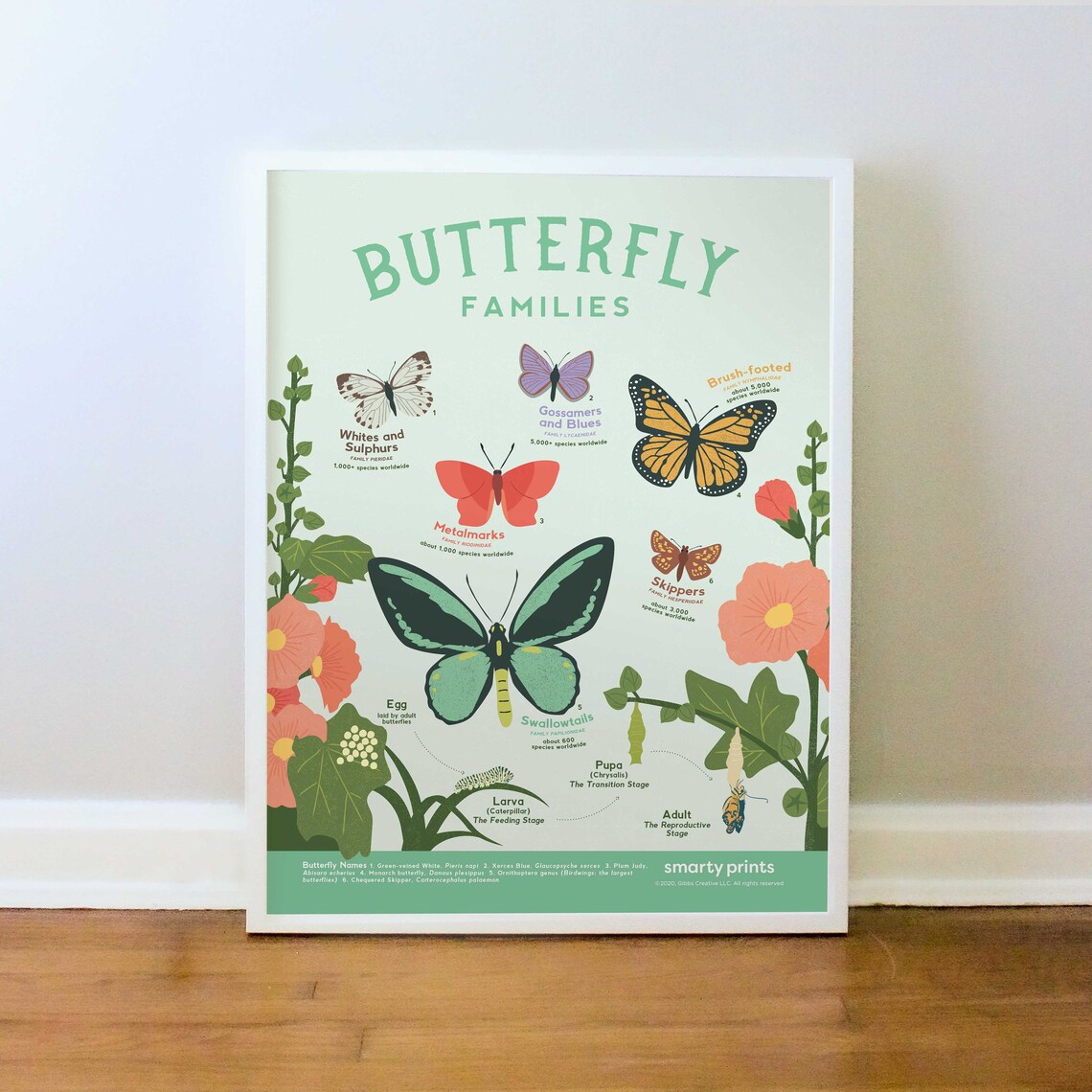 Butterfly Families and Species Poster Butterfly Metamorphosis - Etsy