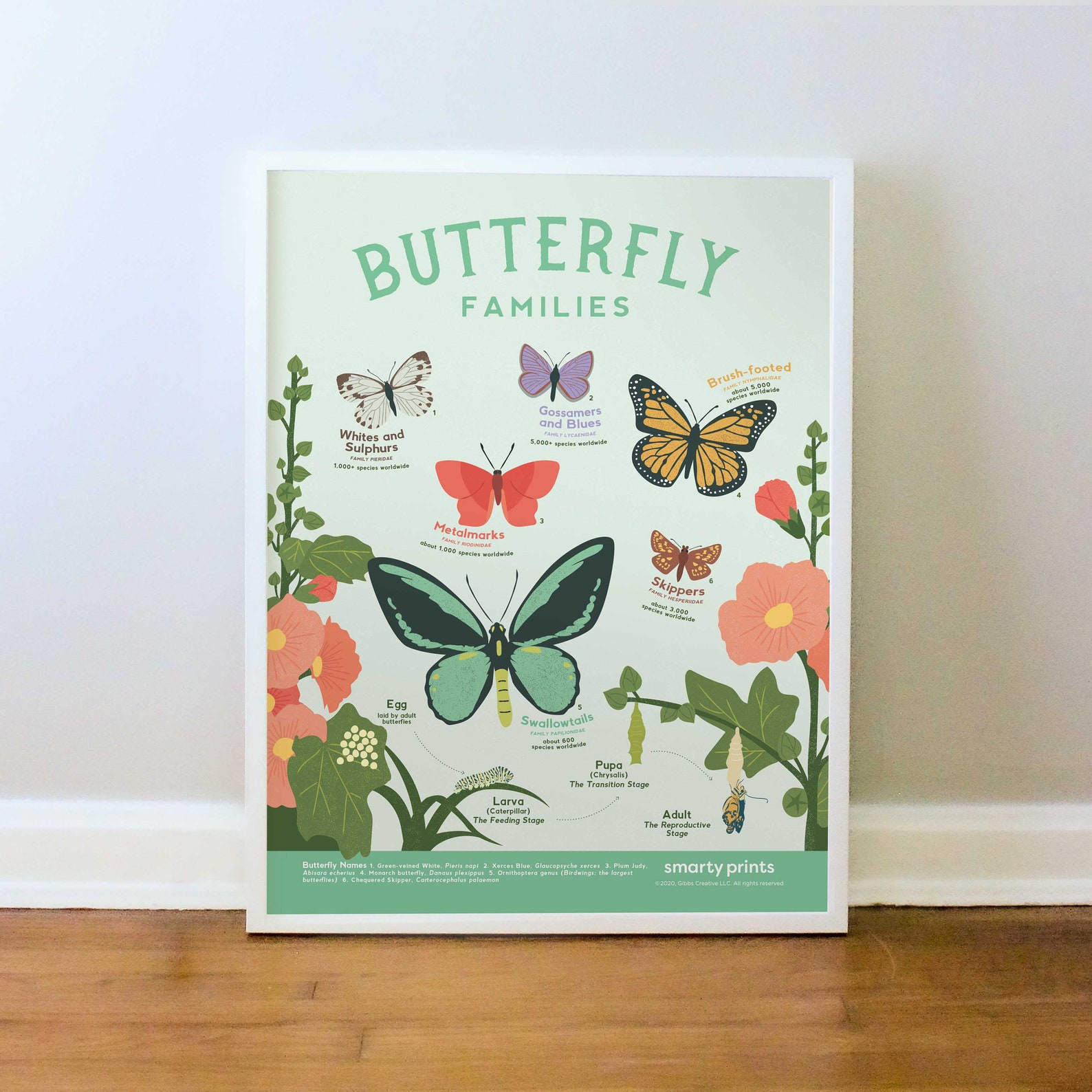 Butterfly Families and Species Poster, Butterfly Metamorphosis and Life ...