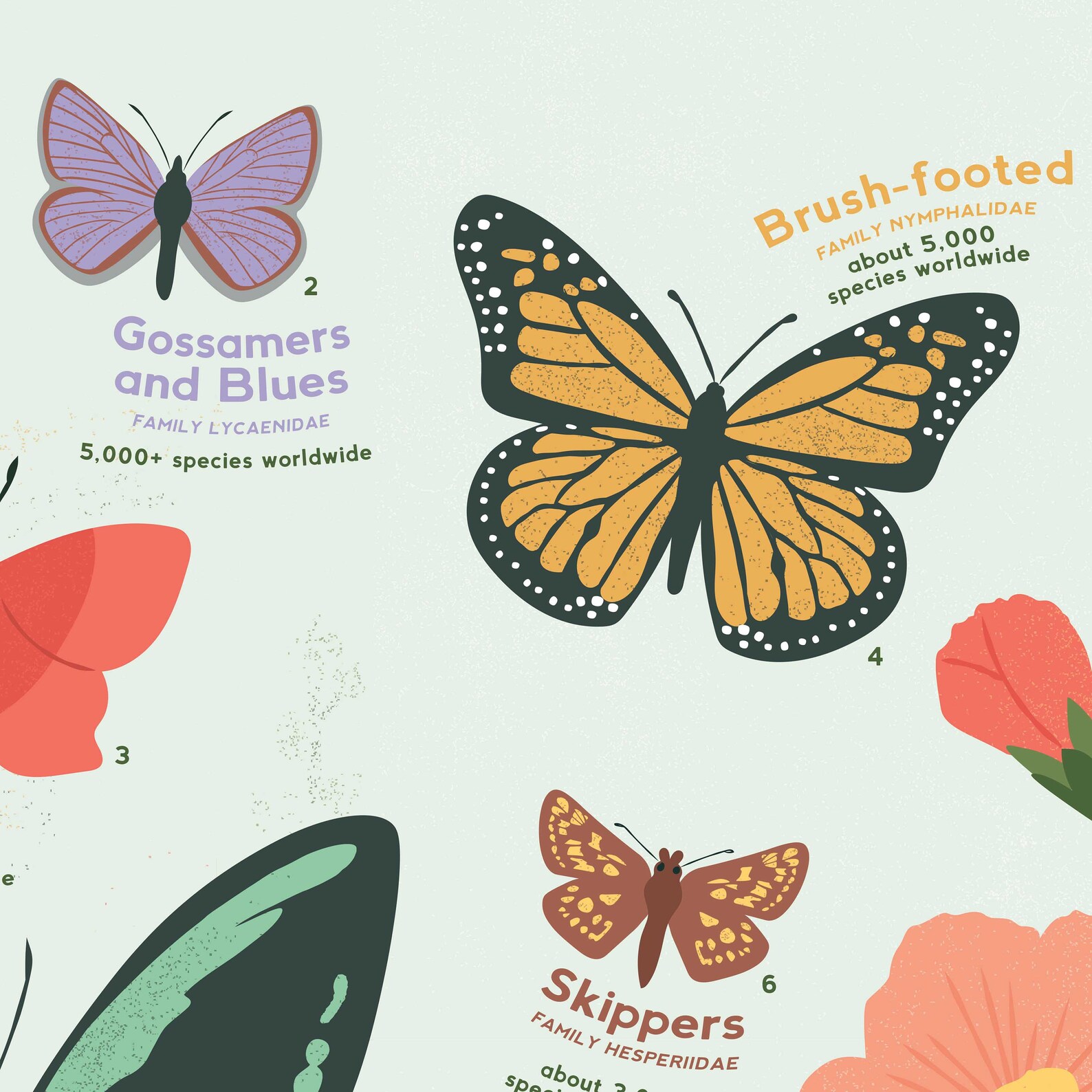 Butterfly Families and Species Poster, Butterfly Metamorphosis and Life ...