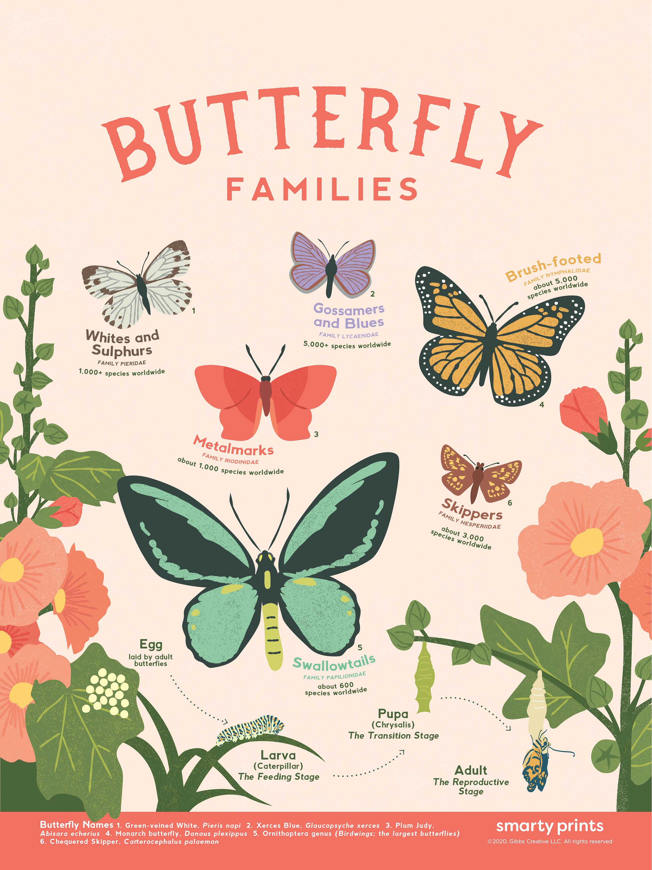 Butterfly Families and Species Poster Butterfly Metamorphosis | Etsy