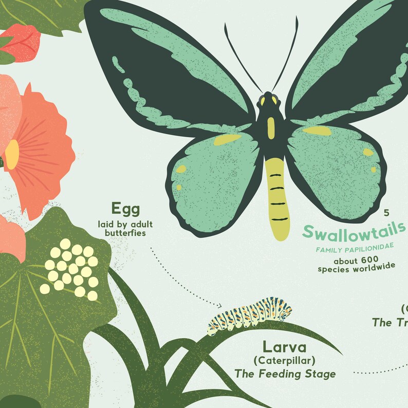Butterfly Families and Species Poster, Butterfly Metamorphosis and Life ...