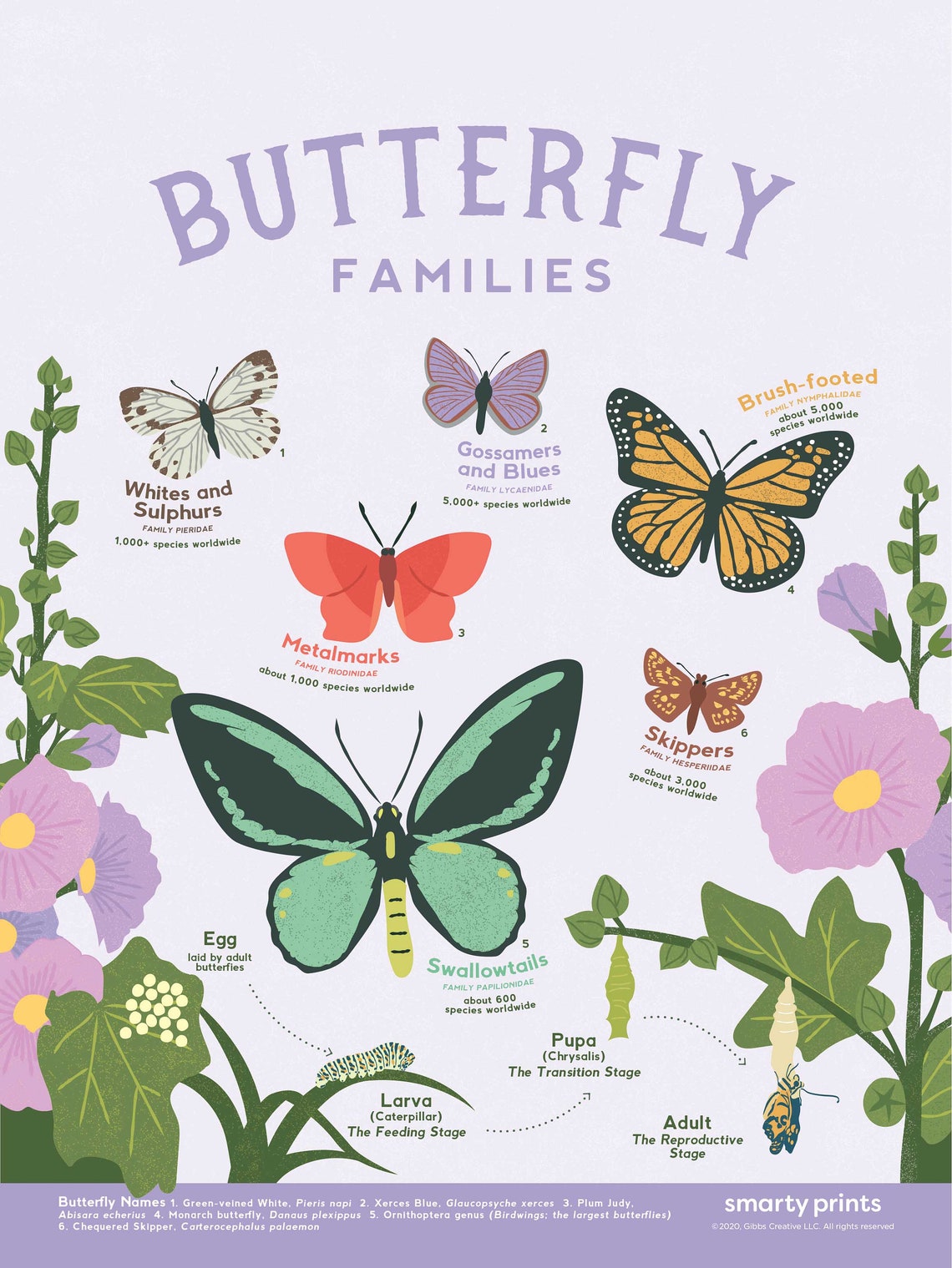 Butterfly Families and Species Poster Butterfly Metamorphosis - Etsy