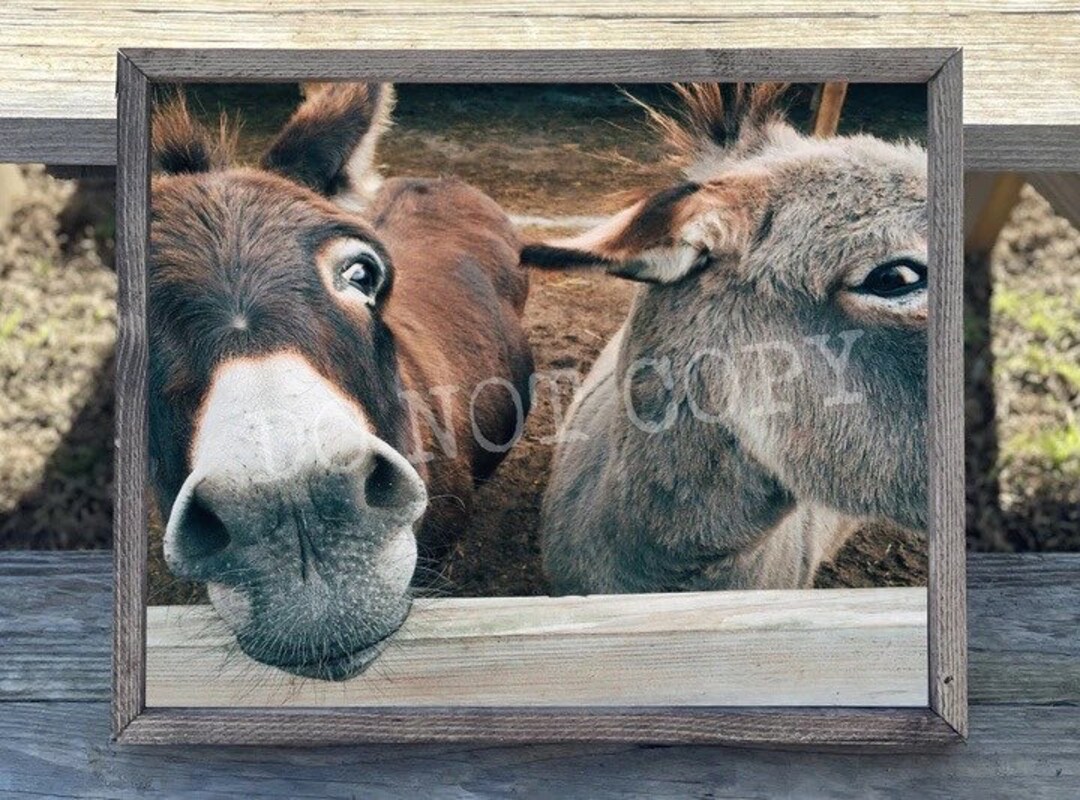 Donkeys on a Fence Photo Canvas, Wall Art, Western Home Decor, Wall ...