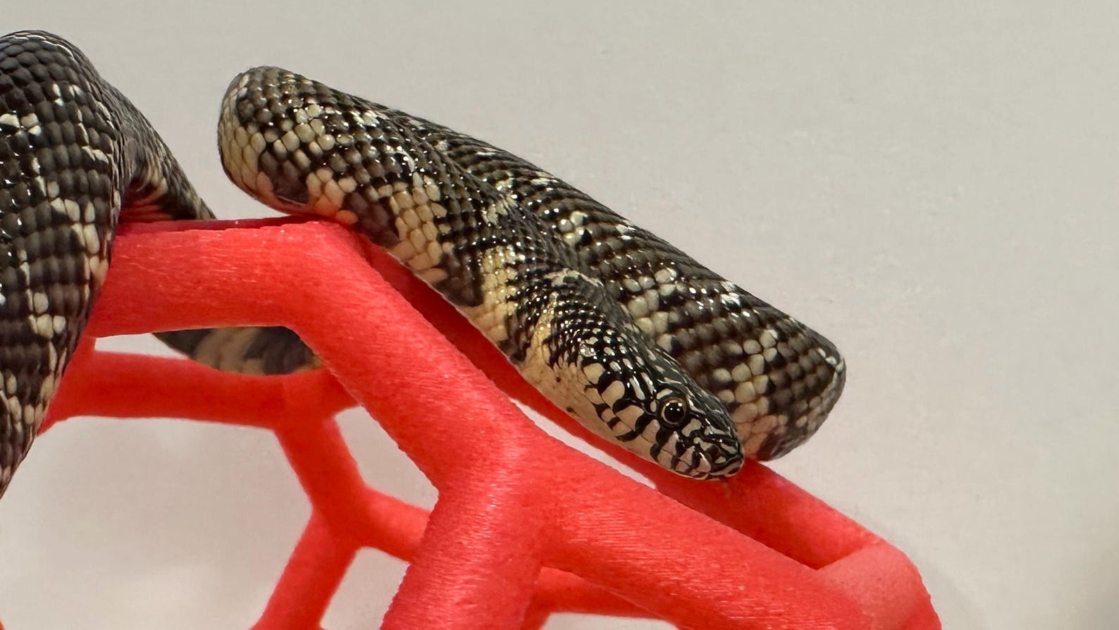 Reptile Jungle Gym - Enrichment for Snakes & Lizards - Large (blue) 7.5 ...