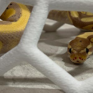 Reptile Jungle Gym - Enrichment for Snakes & Lizards - Large (white) 7. ...