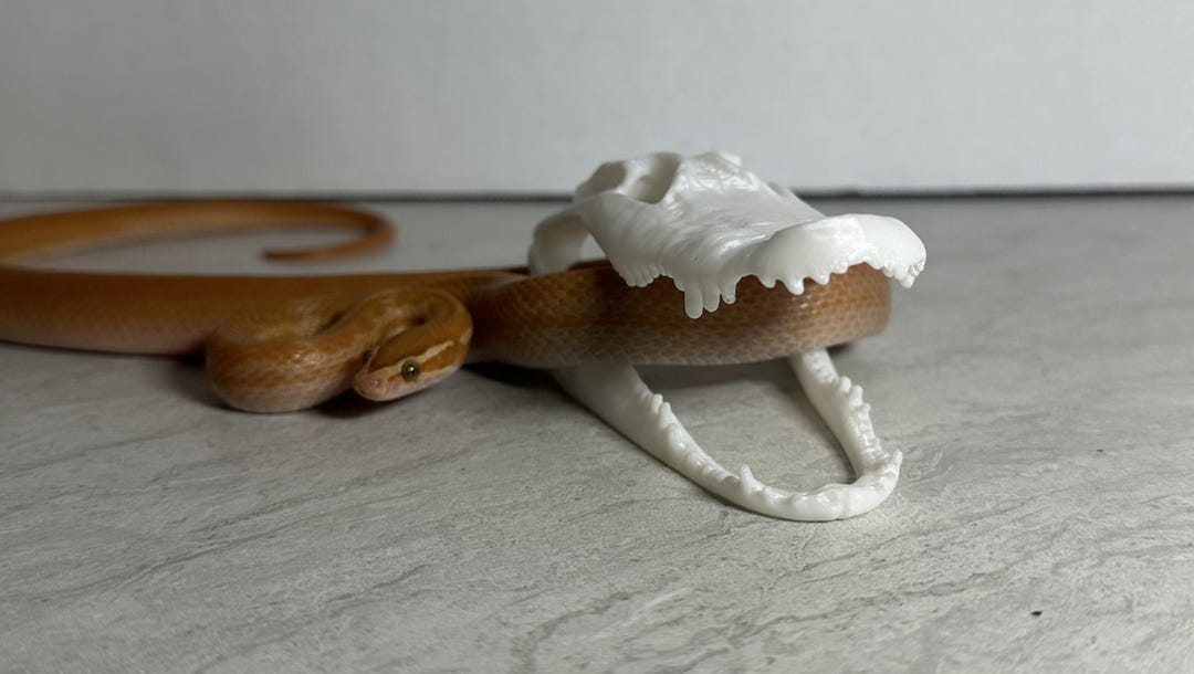Small Alligator Skull - Enrichment for Snakes & Lizards (white) 4" X 2 ...
