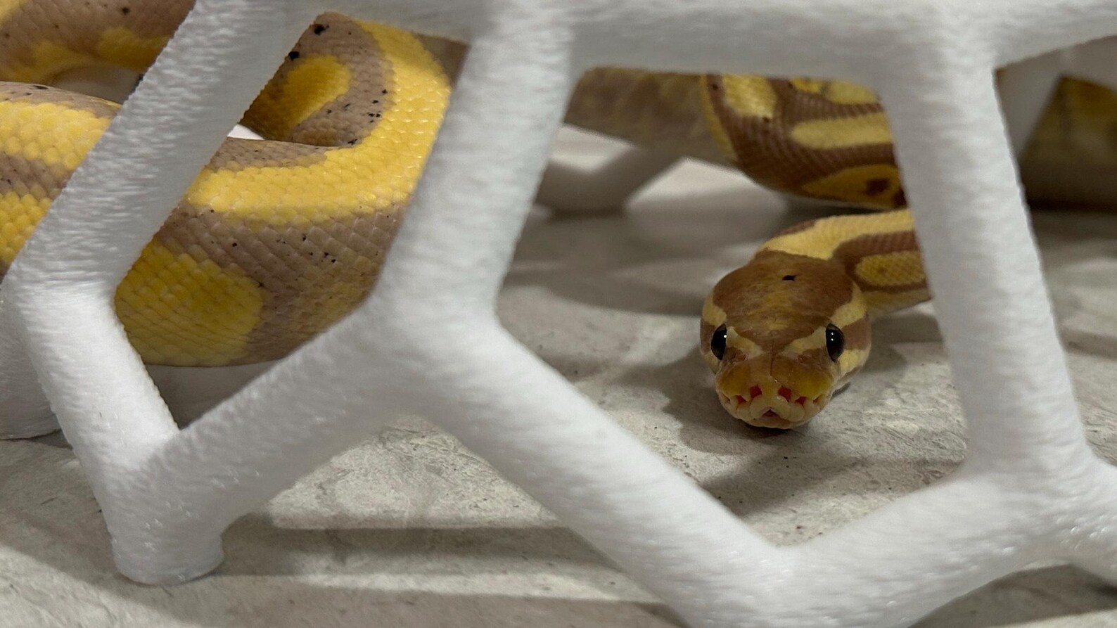 Reptile Jungle Gym - Enrichment for Snakes & Lizards - Large (blue) 7.5 ...