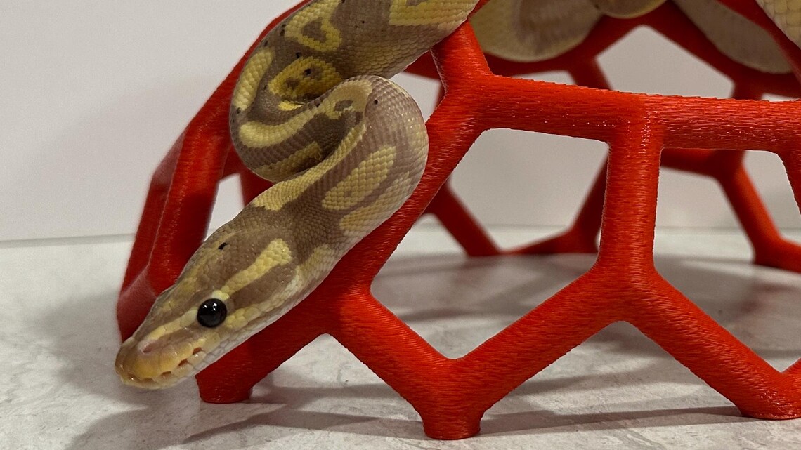 Reptile Jungle Gym - Enrichment for Snakes & Lizards - Large (blue) 7.5 ...