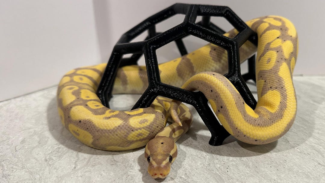 Reptile Jungle Gym Enrichment for Snakes & Lizards Large black 7.5 5.5 ...