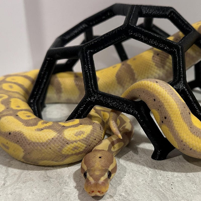 Snake Enrichment Gym - Etsy