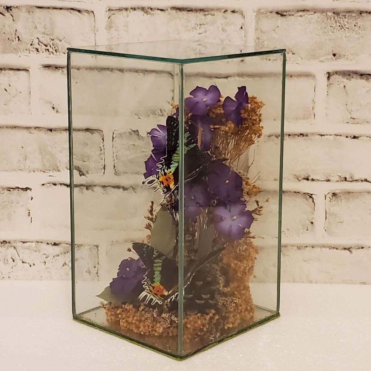 Madagascan Terrarium Sunset Moths Vintage Nature Lover Taxidermy Decor ...