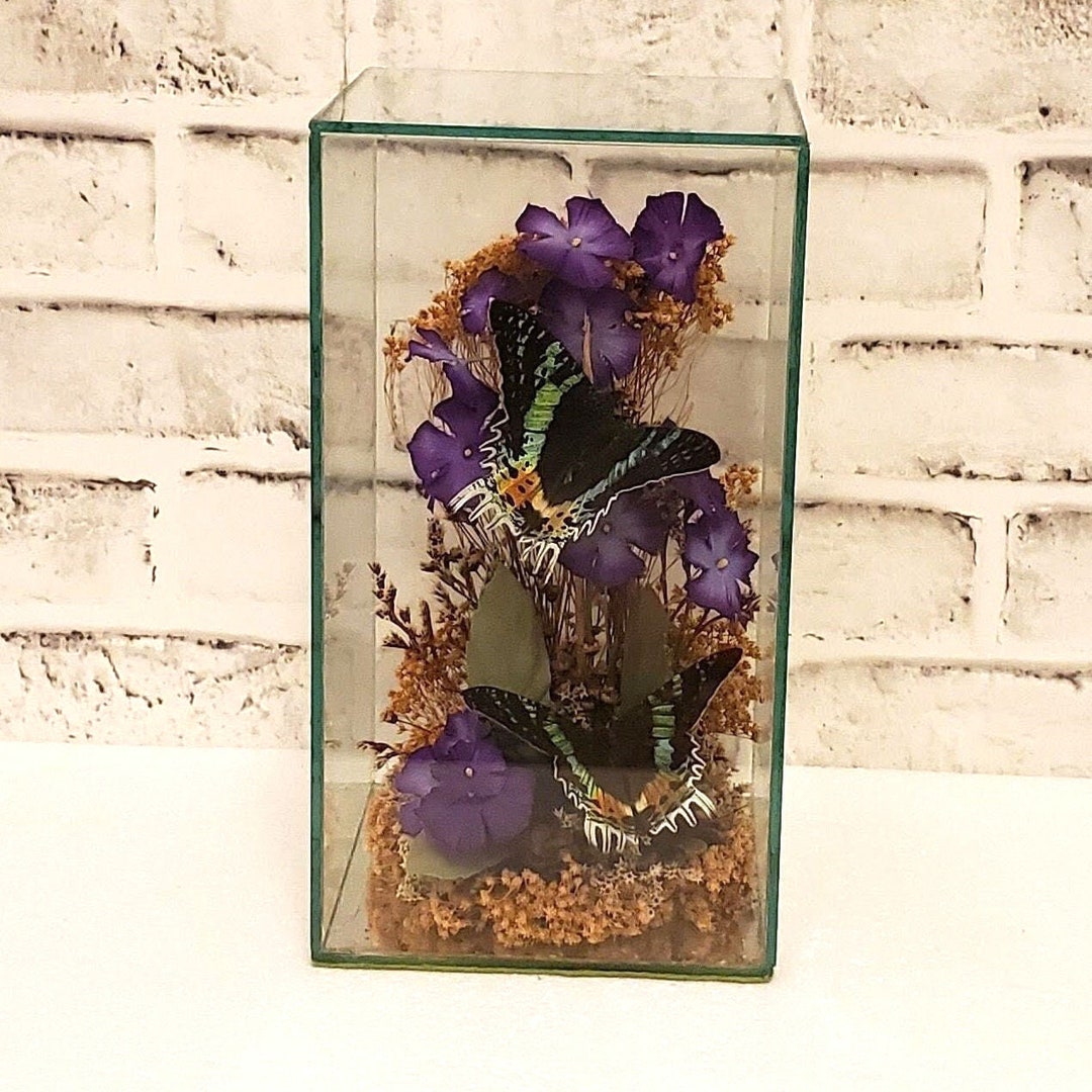 Madagascan Terrarium Sunset Moths Vintage Nature Lover Taxidermy Decor ...