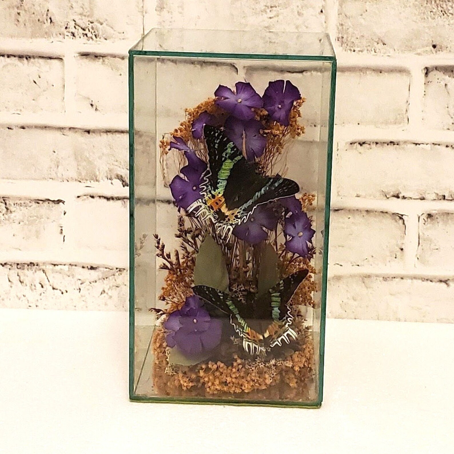 Madagascan Terrarium Sunset Moths Vintage Nature Lover Taxidermy Decor ...