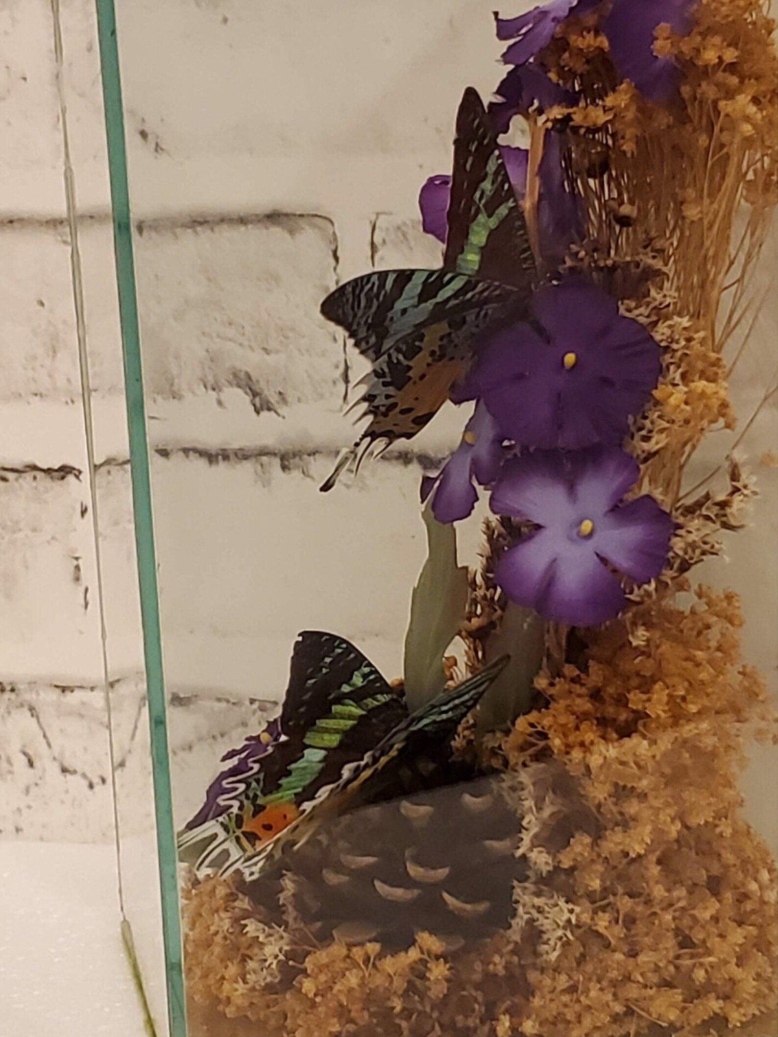 Madagascan Terrarium Sunset Moths Vintage Nature Lover Taxidermy Decor ...